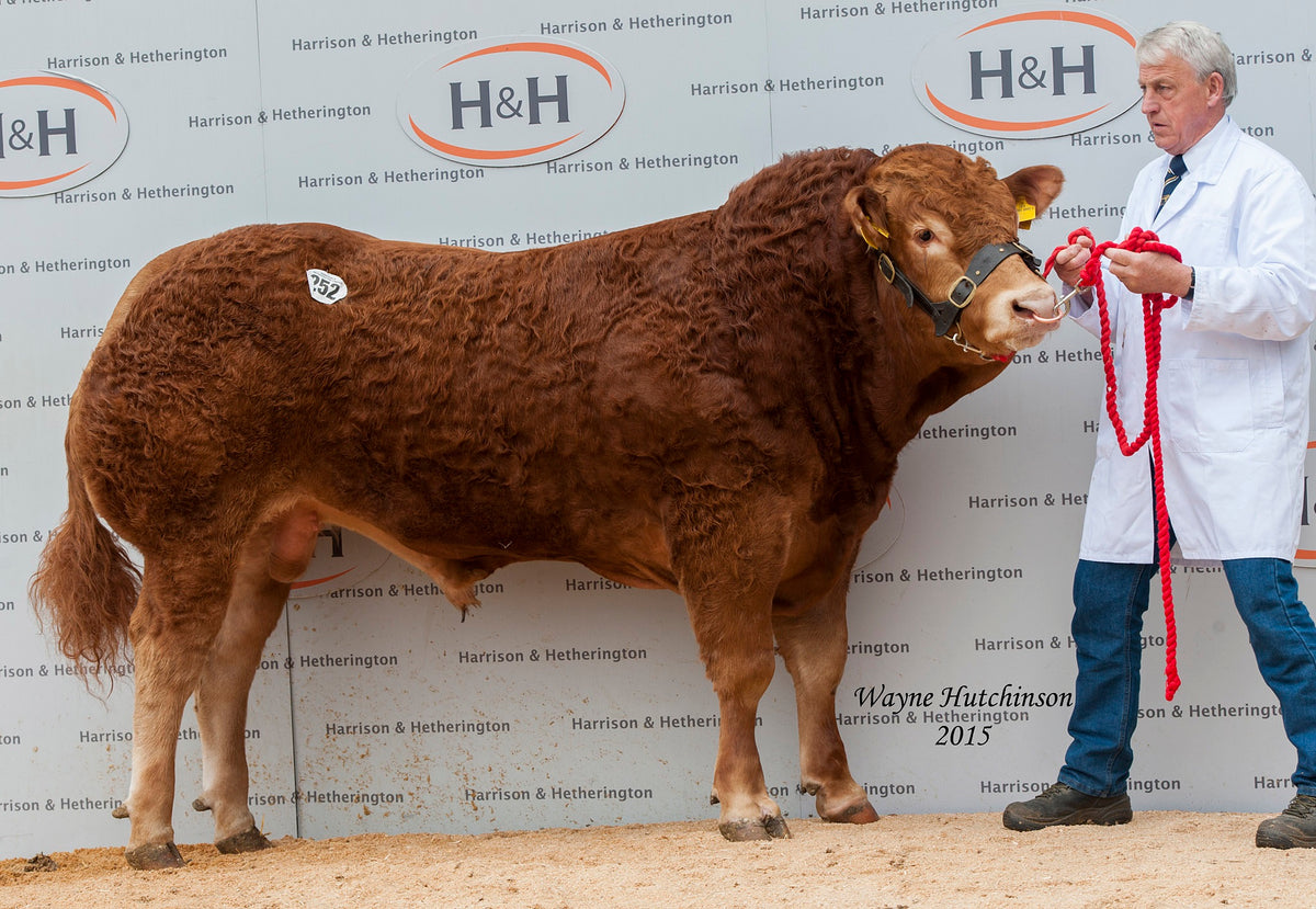 AMPERTAINE INFERNO – Semenstore UK