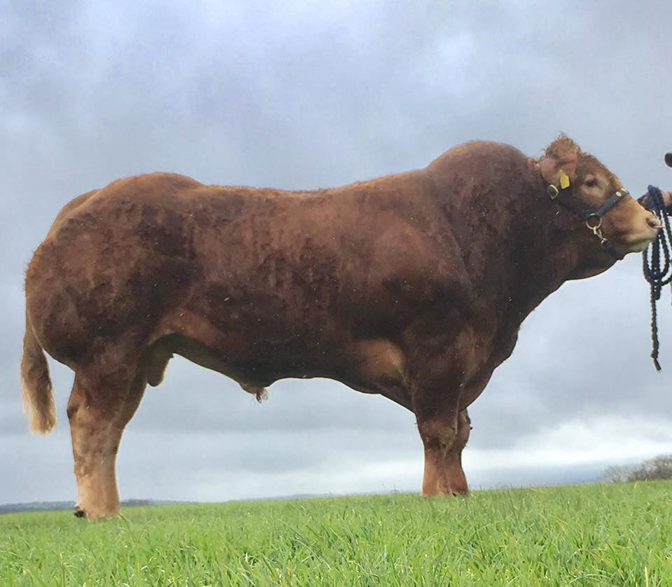 AMPERTAINE INFERNO – Semenstore UK