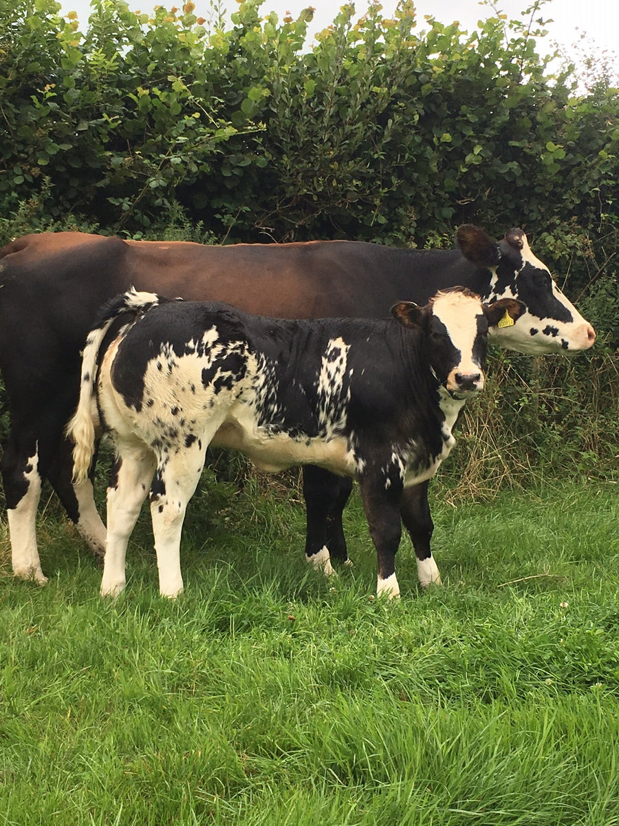 AMPERTAINE INFERNO – Semenstore UK