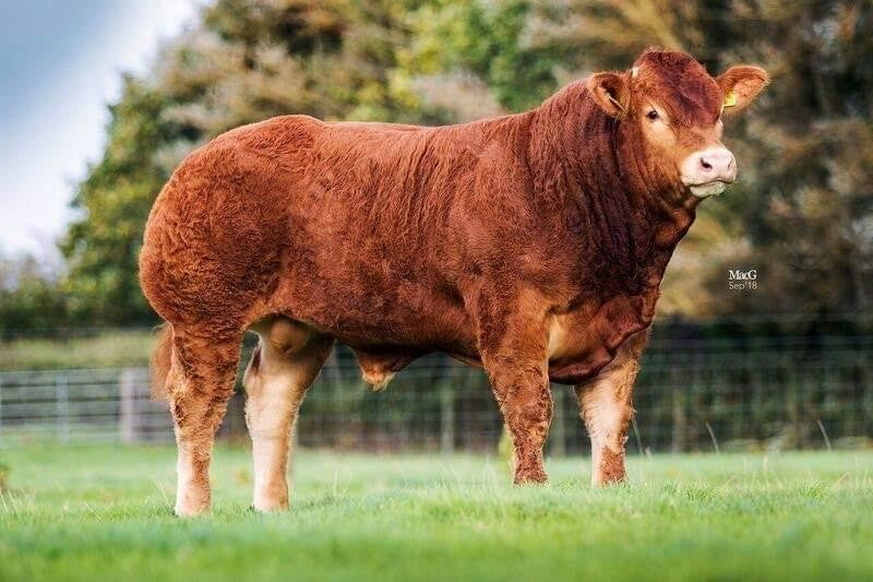 CARRICKMORE MAXIMUS – Semenstore UK