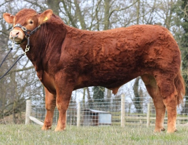 CORRIDAN HAKKA – Semenstore UK