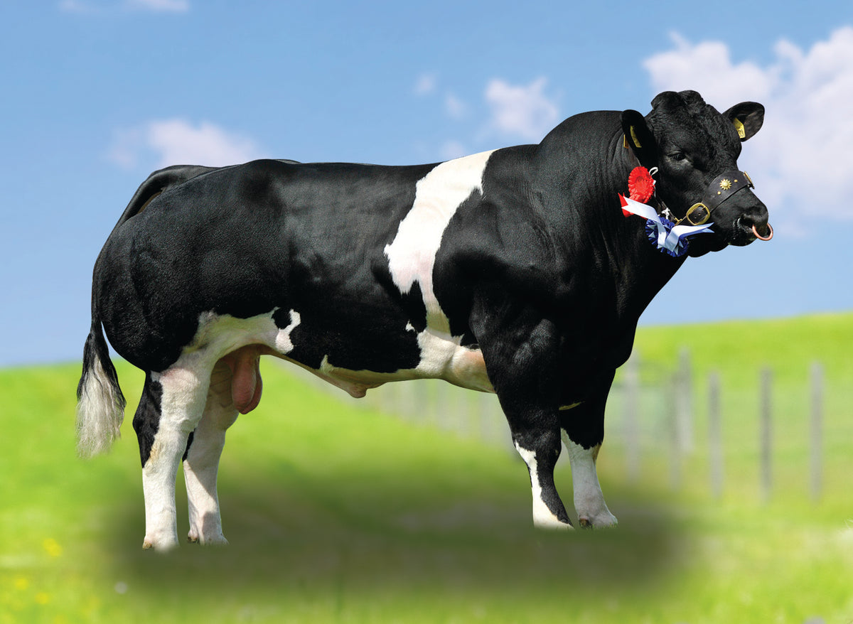 FELDOM HAWK – Semenstore UK