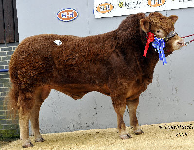 GOLDIES COMET – Semenstore UK